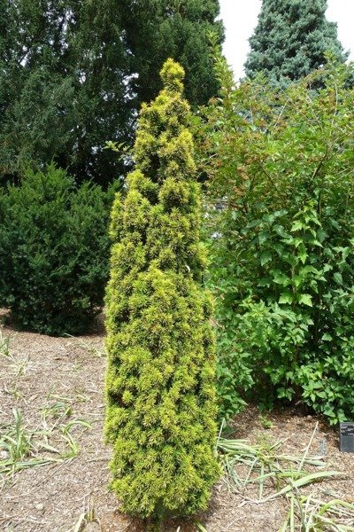 Cis pospolity David wąsko kolumnowy - sadzonka | ABUD - materiały budowlane